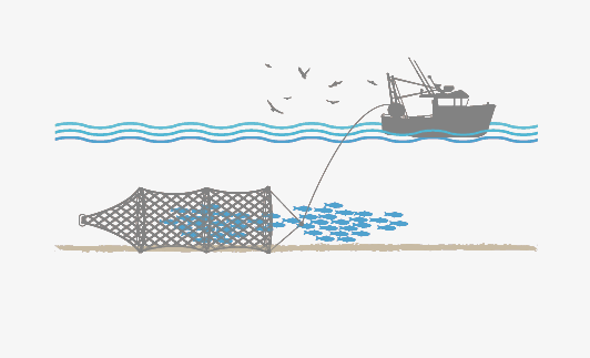 SUSTAINABILITY OF SEAFOOD